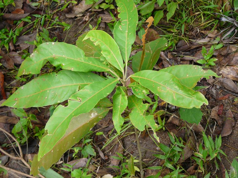เปล้าหลวง - องค์ความรู้เพื่อการพัฒนาพื้นที่สูงอย่างยั่งยืน